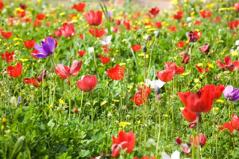 Schöne Blumen auf dem Feld. | Stock Bild | Colourbox