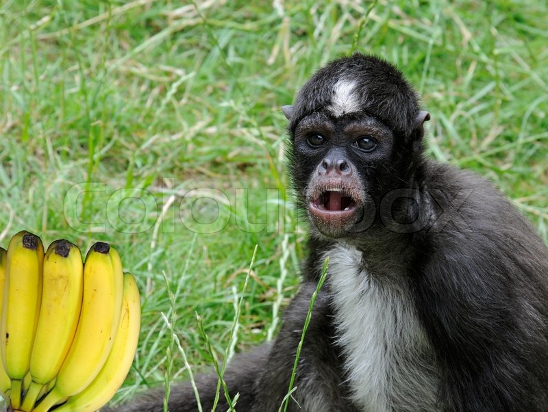 Abemad | Stock foto | Colourbox