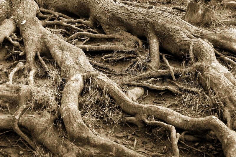 Forest , closeup on trees trunks and ... | Stock image | Colourbox
