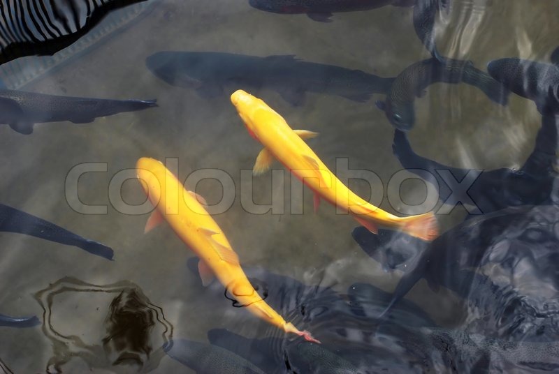 Gule og sorte fisk svømmer i ... | Stock foto | Colourbox