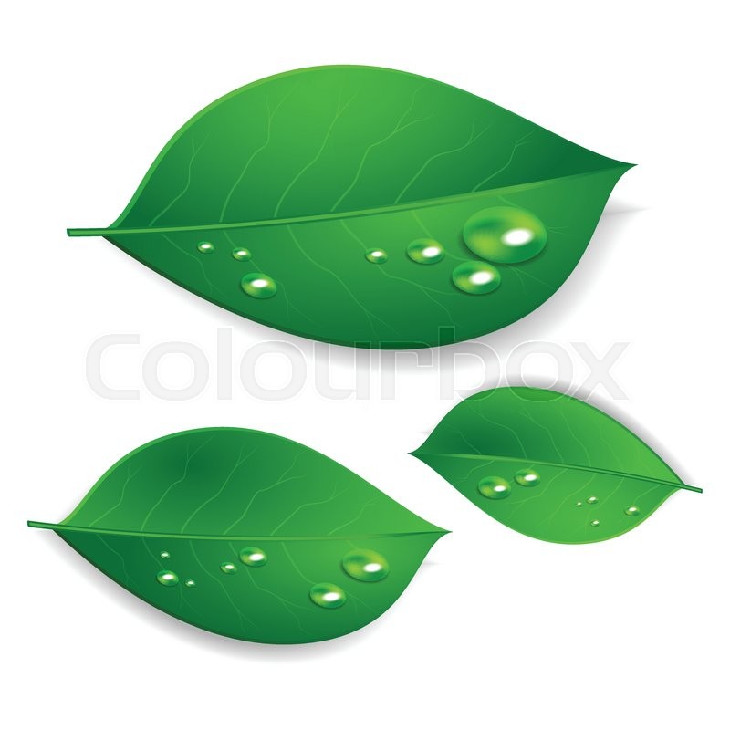 Realistic green leaves with water ... | Stock vector | Colourbox