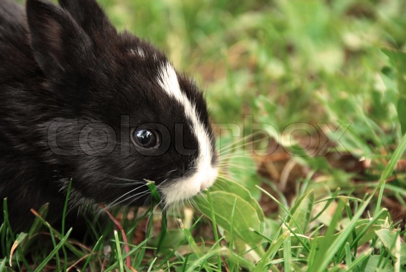 Kleine schwarze Kaninchen auf Gras im ... | Stock Bild | Colourbox