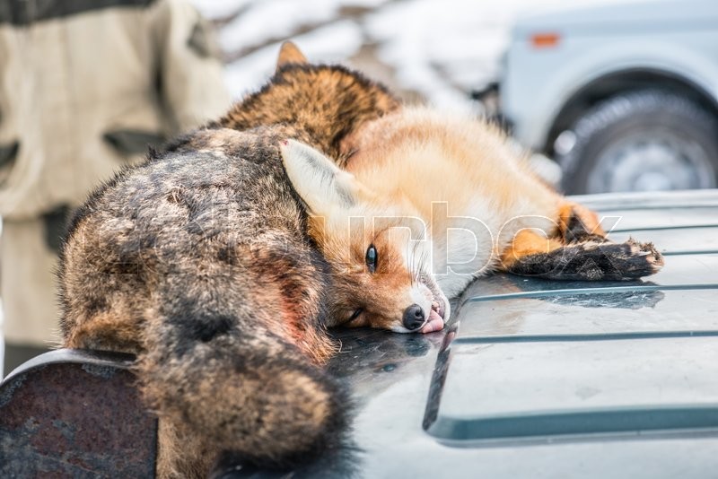 Dead Fox Hunting