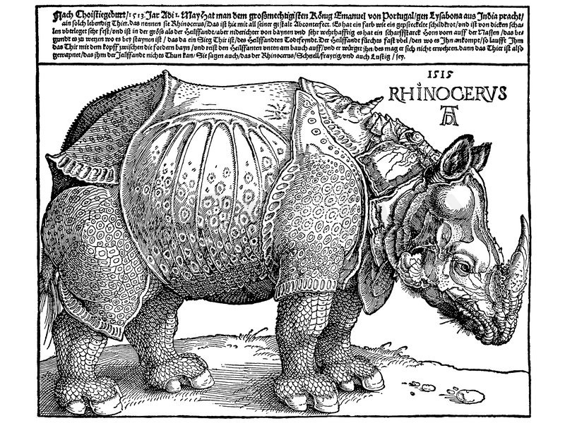 Vector copy of a Rhinoceros woodcut (1515) by German medieval artist ...