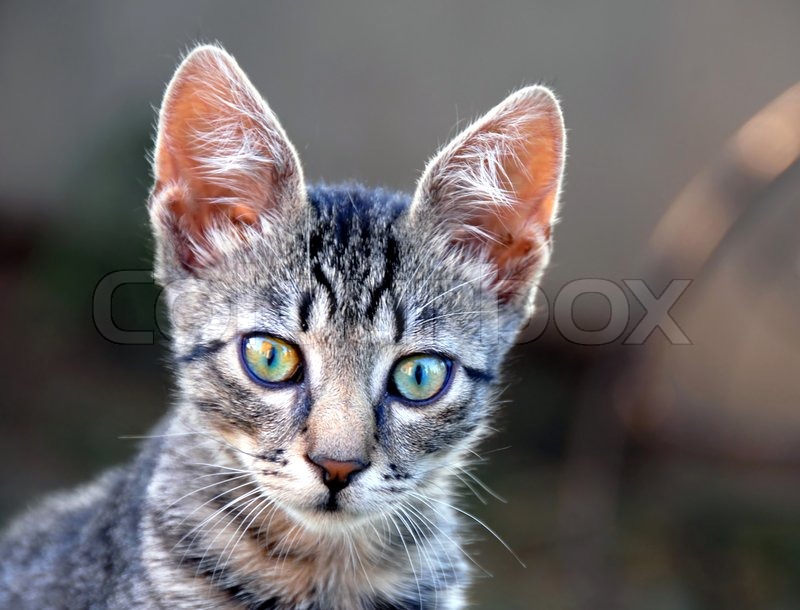 Junge Katze Porträt | Stock Bild | Colourbox