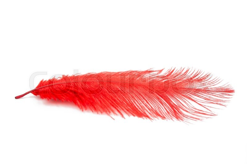 Red feather over white background | Stock image | Colourbox