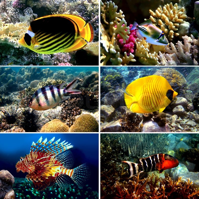 Tropical fish collection, Nemofish, ... | Stock image | Colourbox