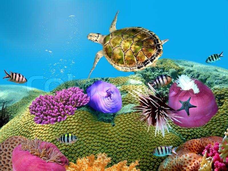 Green turtle underwater on a coral. ... | Stock image | Colourbox