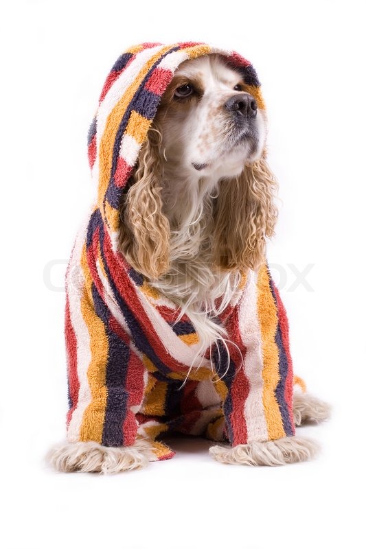 Cute dog on a white background dressed ... | Stock image | Colourbox