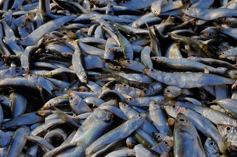 Bristling Brisling fish for oil ... | Stock image | Colourbox