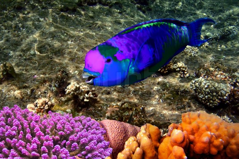Parrotfish on the coral reef | Stock image | Colourbox
