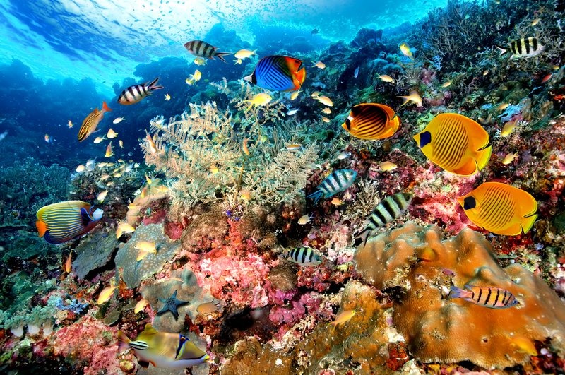 Photo of a coral colony on a reef top, Thailand | Stock Photo | Colourbox