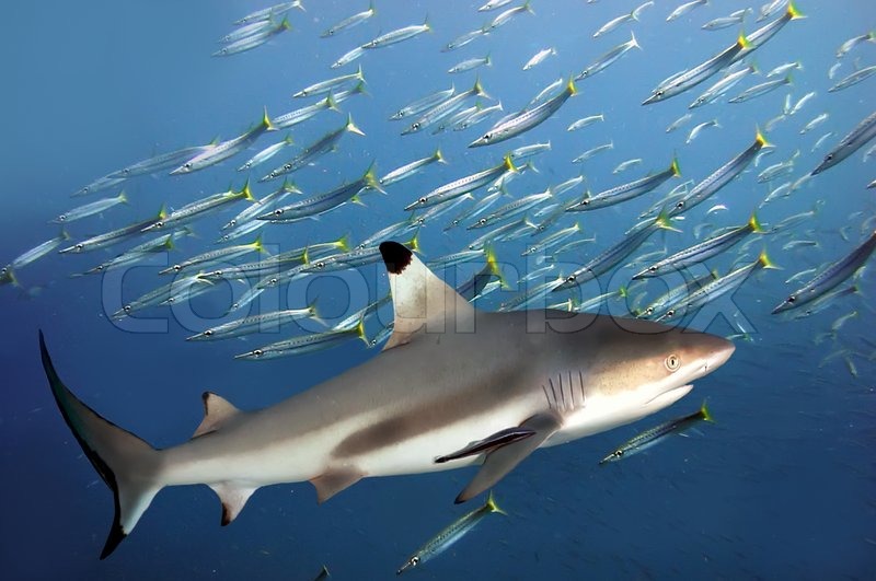 Haj, dyr, pattedyr | stock foto | Colourbox