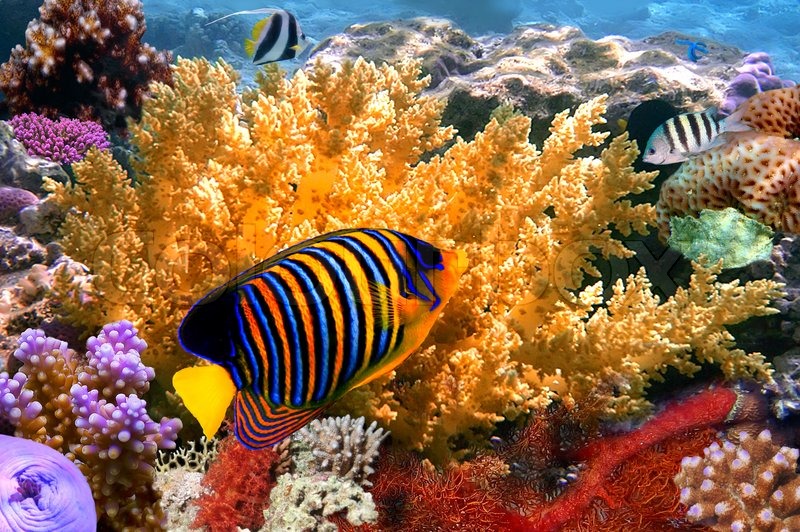 Regal angelfish (pygoplites diacanthus) and coral reef | Stock Photo ...