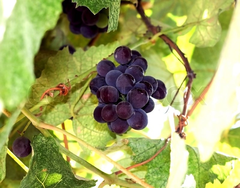 Purple grapes growing on vine | Stock image | Colourbox