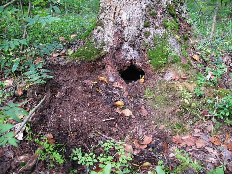Animals burrow under tree roots in forest | Stock Photo | Colourbox