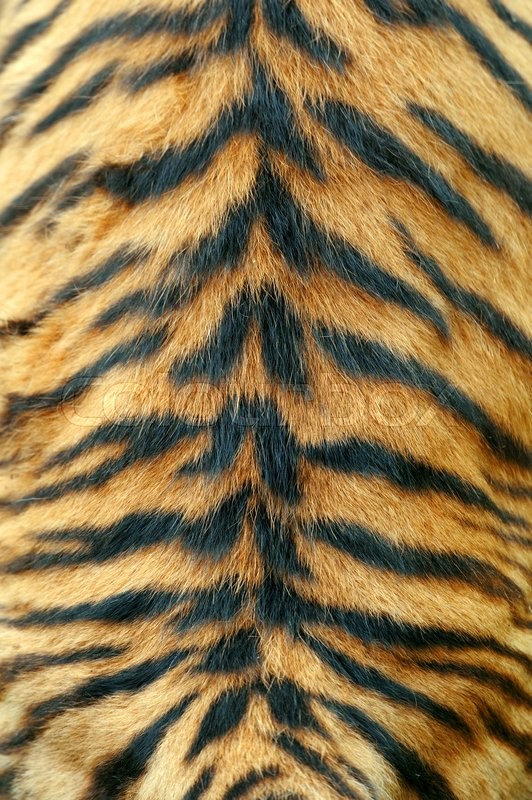 Real Tiger Pattern