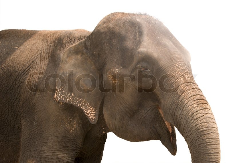 Smiling elephant isolated on white | Stock image | Colourbox