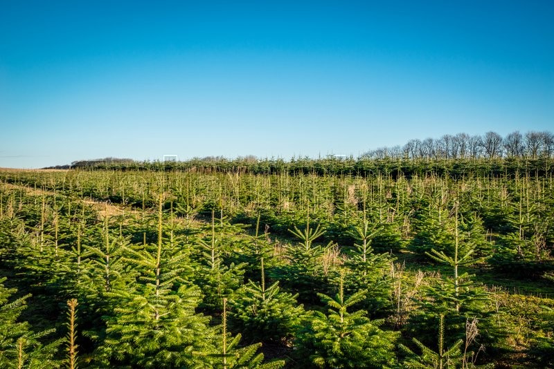 Pine trees on a row at a plantation in ... | Stock image | Colourbox