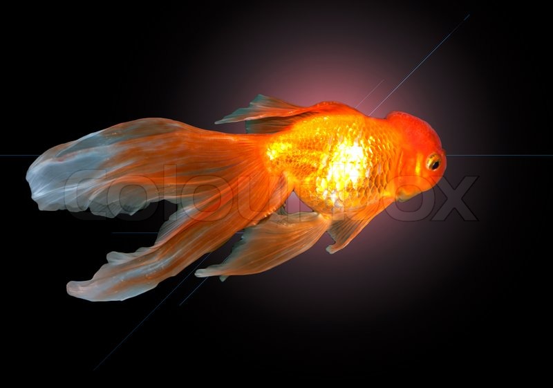A beautiful, graceful goldfish swimming ... | Stock image | Colourbox