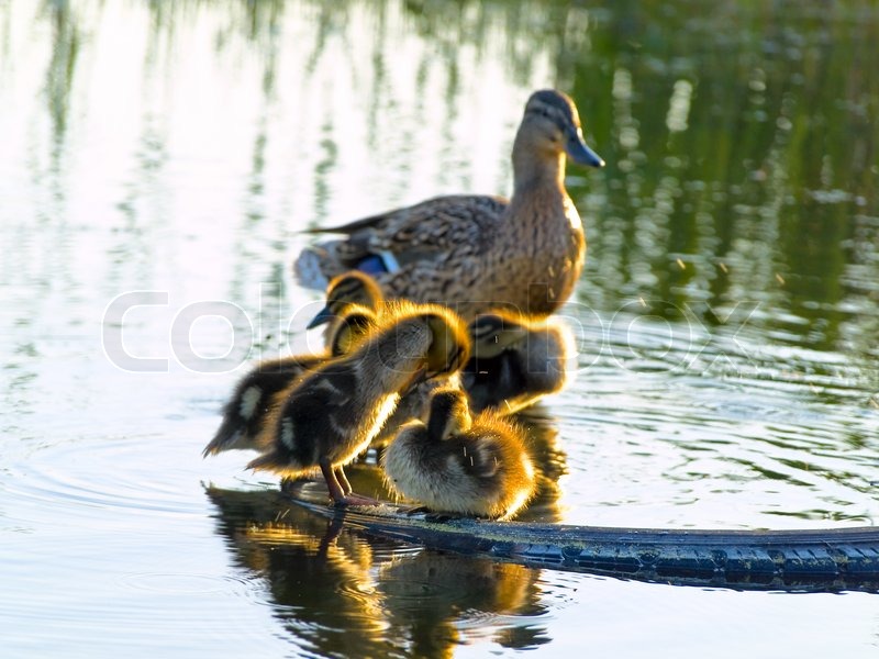 Entenfamilie auf dem See | Stock Bild | Colourbox