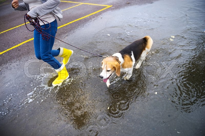Couple walk dog in rain. Details of ... | Stock image | Colourbox
