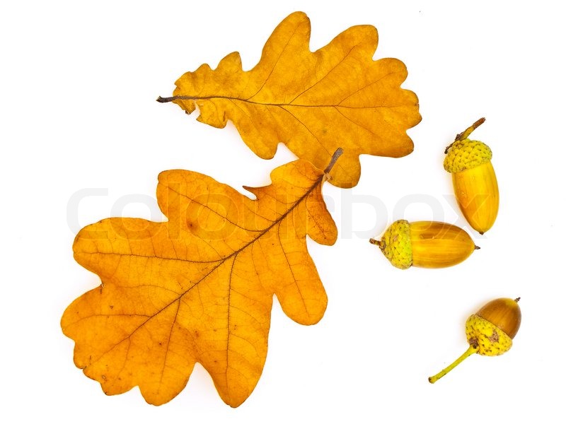 Zwei Herbst Eiche gelben Blättern und ... | Stock Bild | Colourbox