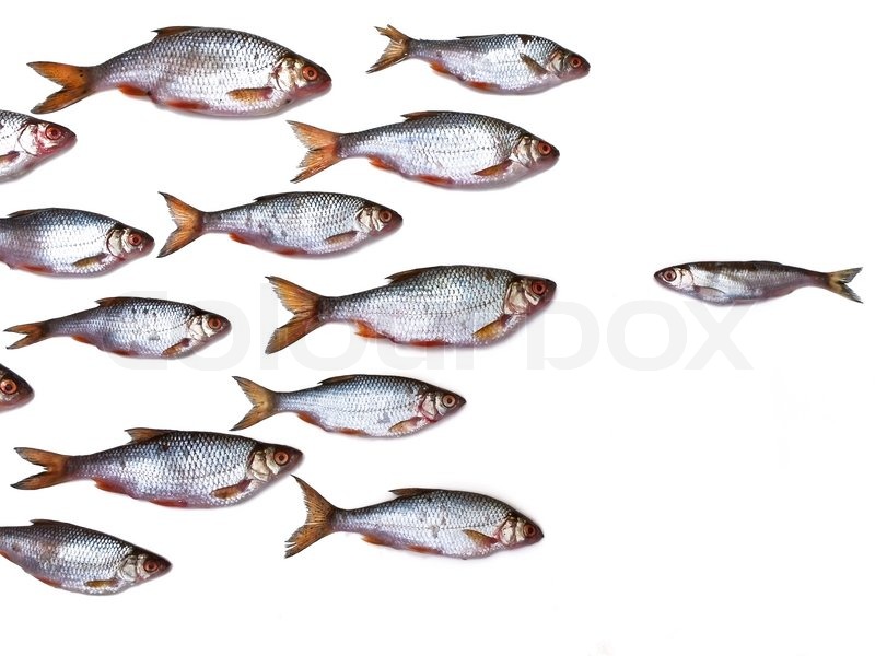 Fish group all by itself against the ... | Stock image | Colourbox