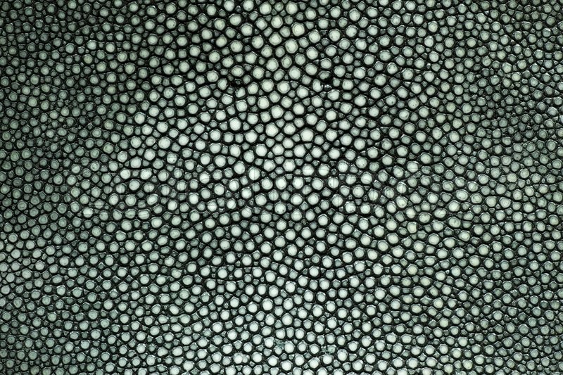 Closeup of a stingray skin texture | Stock image | Colourbox