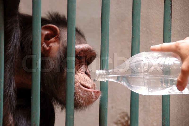 Monkey in cage drinking water from ... | Stock Photo | Colourbox