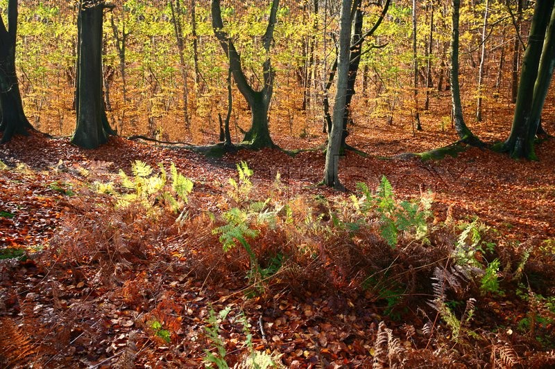 Autumn in a forest in denmark | Stock image | Colourbox