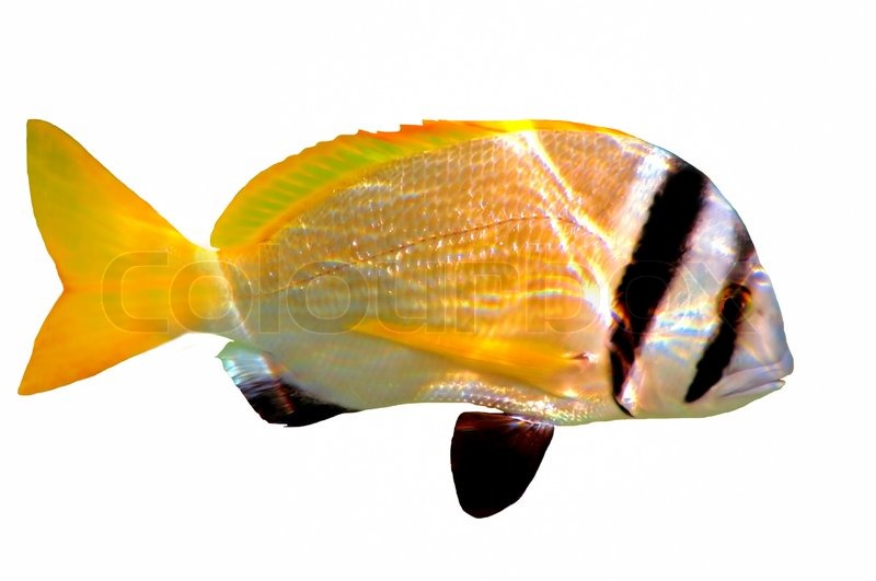 Doublebar bream isolated on a white ... | Stock Photo | Colourbox
