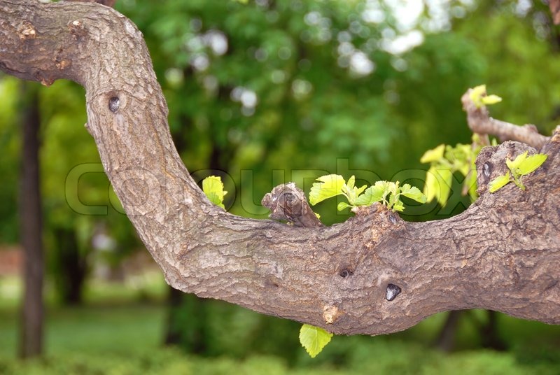 Ast | Stock Bild | Colourbox