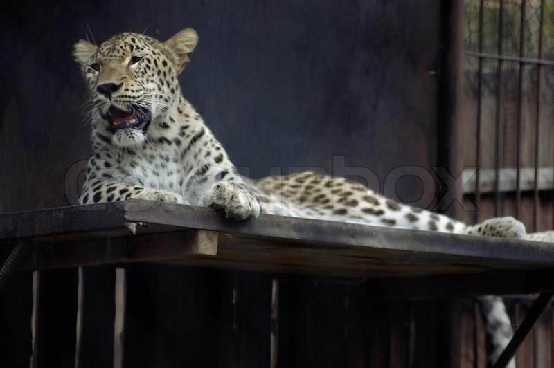 Leopard laying in the cage of zoo. ... | Stock image | Colourbox