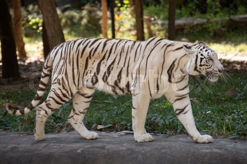 White Tiger Walking Forward