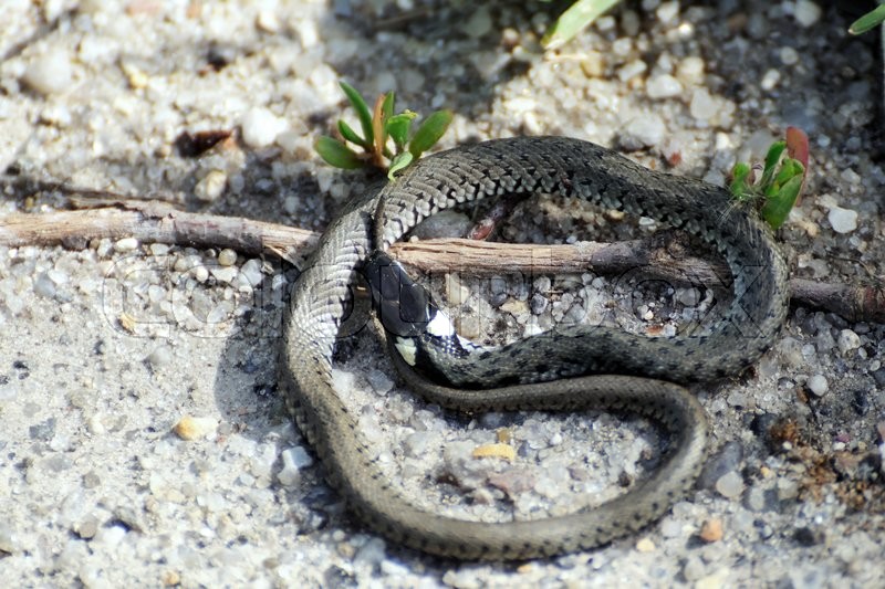 Snake basking in the sun | Stock image | Colourbox