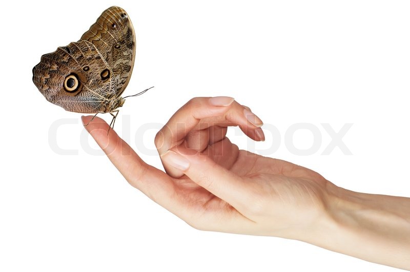 Butterfly on finger isolated on white ... | Stock image | Colourbox