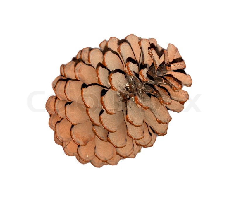 Cedar cone isolated on white background | Stock image | Colourbox