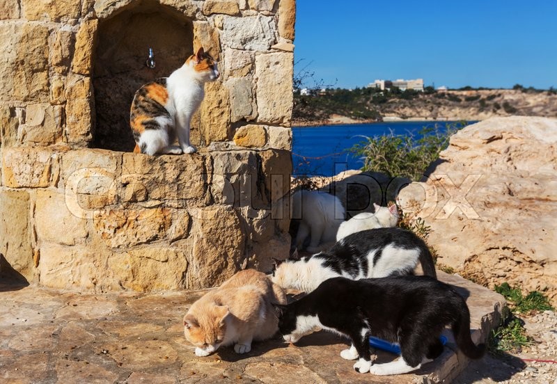 Cats in Cyprus | Stock image | Colourbox