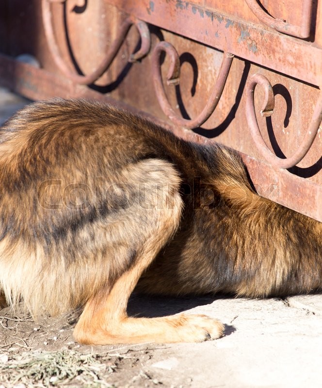 Dog crawls under the fence | Stock image | Colourbox
