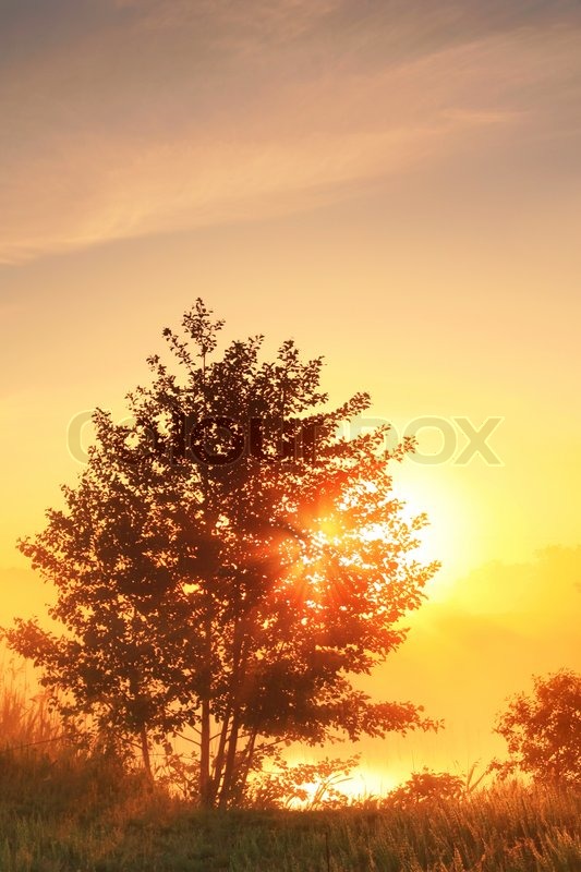 Tree at dawn with rays of the sun | Stock image | Colourbox
