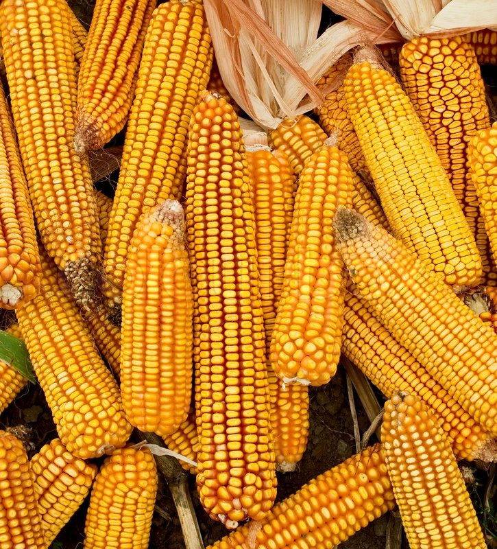 A pile of golden corn | Stock image | Colourbox