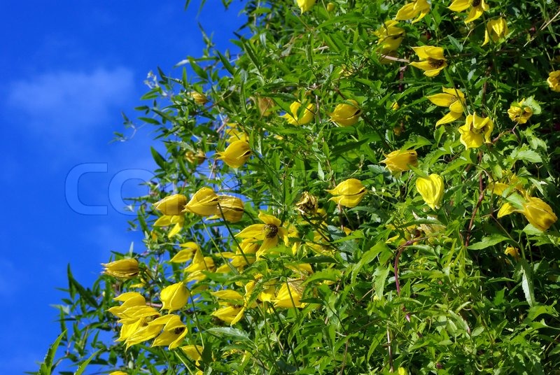 Yellow clematis flowers over the blue sky background | Stock Photo ...