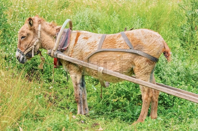 Harnessed donkey | Stock Photo | Colourbox