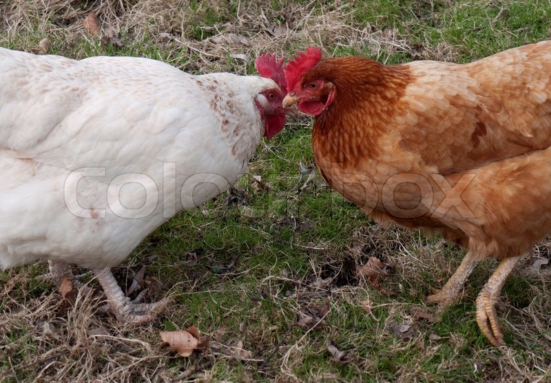 Two chicken fighting | Stock image | Colourbox