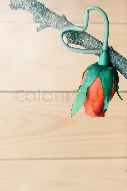Red rose hanging on the branch of tree ... | Stock image | Colourbox