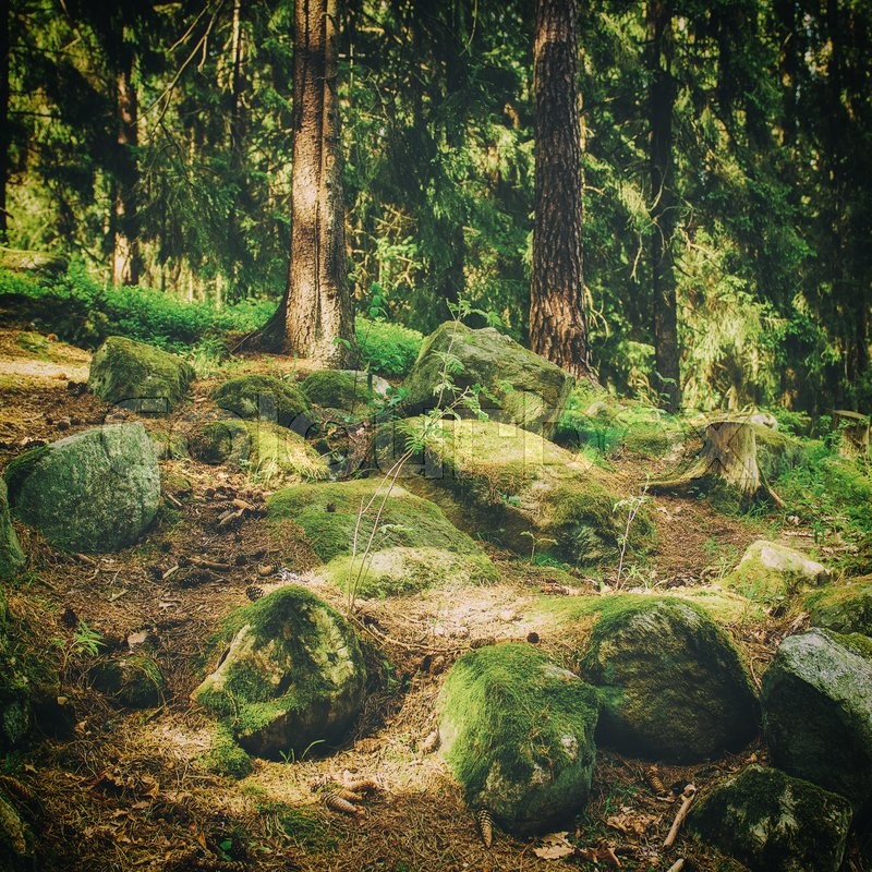 North scandinavian pine forest with ... | Stock image | Colourbox