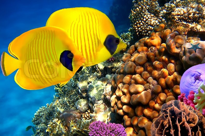 Coral reef and Masked Butterfly Fish ... | Stock image | Colourbox