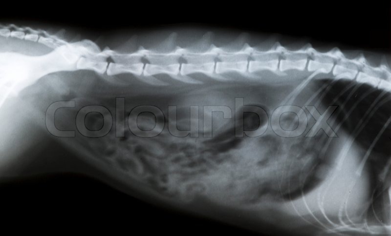 X-ray abdomen cat | Stock image | Colourbox