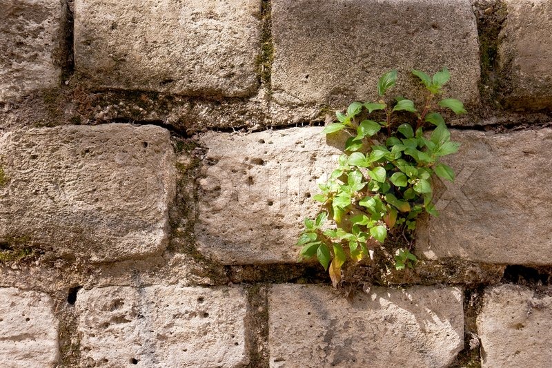 Lonely green plant growing on a stone ... | Stock image | Colourbox